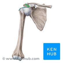 coracoacromial arch function