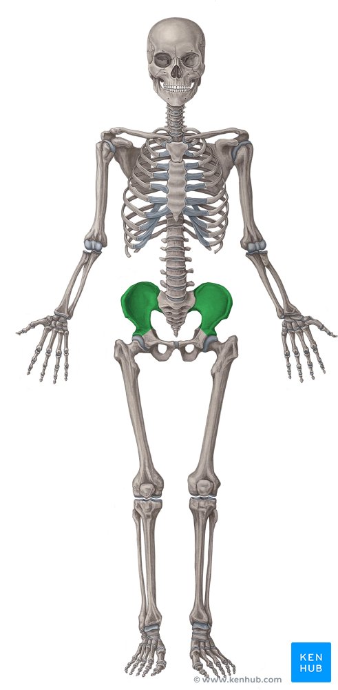 Os ilium (Darmbein) - Anatomie, Gelenke, Klinik | Kenhub
