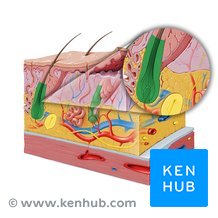 Folículo piloso: Anatomía y función | Kenhub