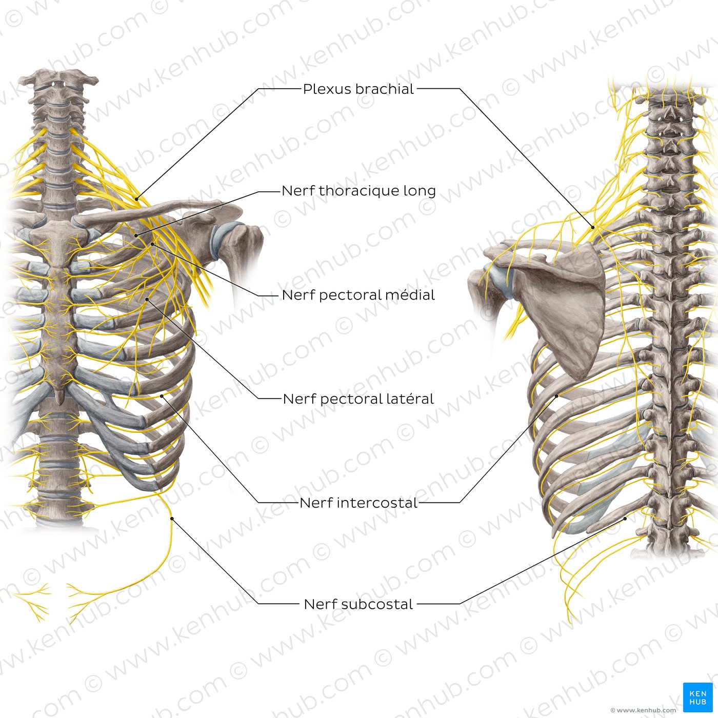 Thorax : Anatomie, paroi, organes | Kenhub