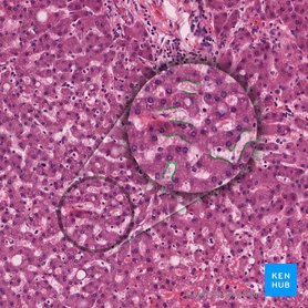 Loose connective tissue: Components and function | Kenhub