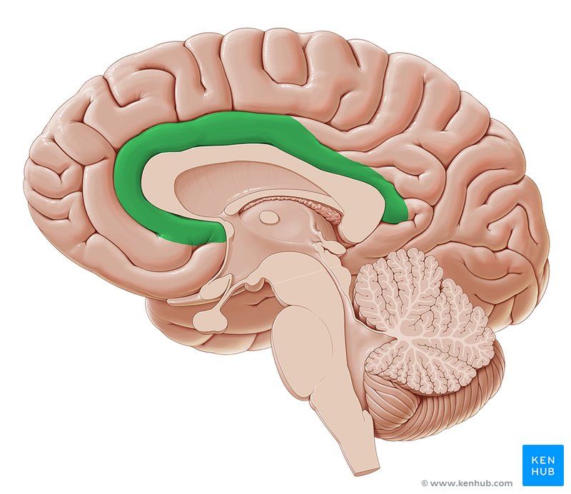 Cingulate gyrus: Anatomy and function | Kenhub