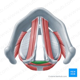 Transverse arytenoid: Origin, insertion, action | Kenhub