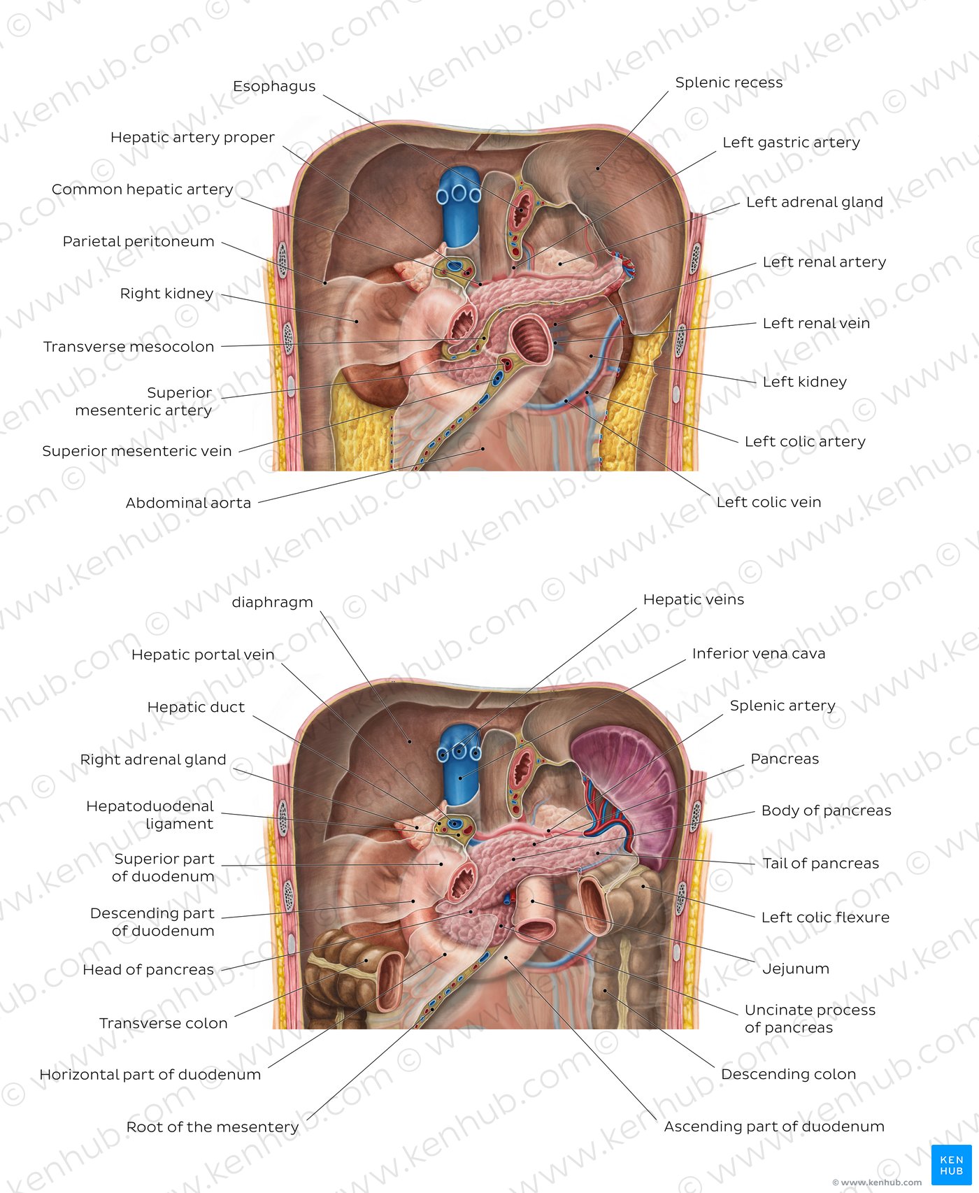 Pancreas: Anatomy, functions, blood supply, innervation | Kenhub