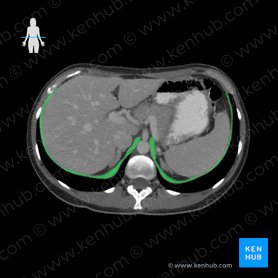 Diaphragm: Location, anatomy, innervation and function | Kenhub