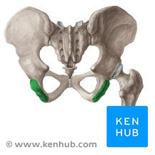 Tuber ischiadicum: Anatomie, Lage und Funktion | Kenhub