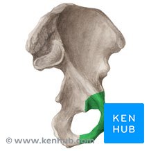 Pubis: anatomy and function | Kenhub