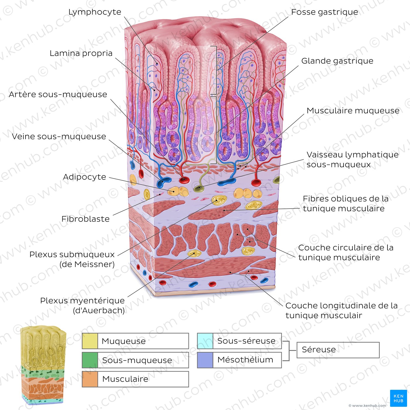 Estomac: Anatomie, fonction, vascularisation, innervation | Kenhub