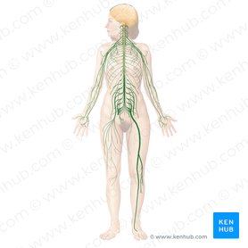Sistema nervioso: Estructura, función y diagramas | Kenhub