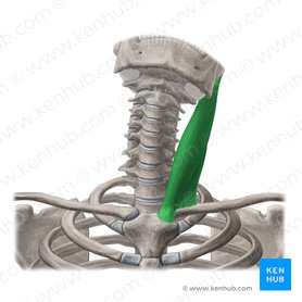 Sternocleidomastoid muscle: Anatomy and functions | Kenhub