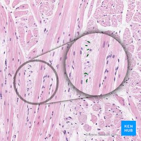 Fibroblast: Histological structure and function | Kenhub