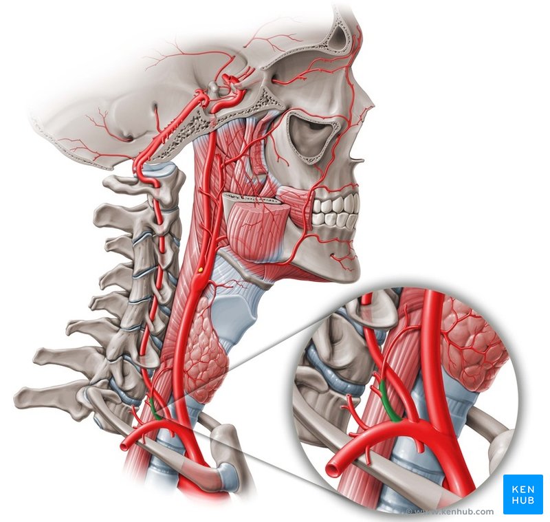 Truncus thyrocervicalis: Anatomie, Verlauf und Äste | Kenhub