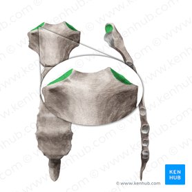 Esternón: Anatomía, partes, dolor y diagramas | Kenhub