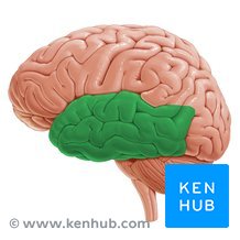 Lobo temporal: Anatomia, giros e sulcos, funções | Kenhub
