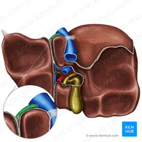 Die wichtigsten Arterien, Venen und Nerven des Körpers | Kenhub