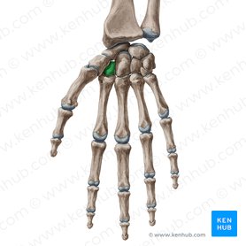 Carpal bones: Anatomy, relations and mnemonic | Kenhub