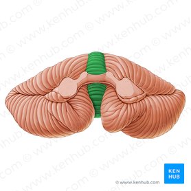 Cerebellum: Anatomy, nuclei and tracts | Kenhub