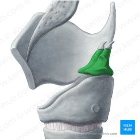 Cartilages of the larynx: Types and anatomy | Kenhub