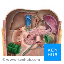 right colic flexure function