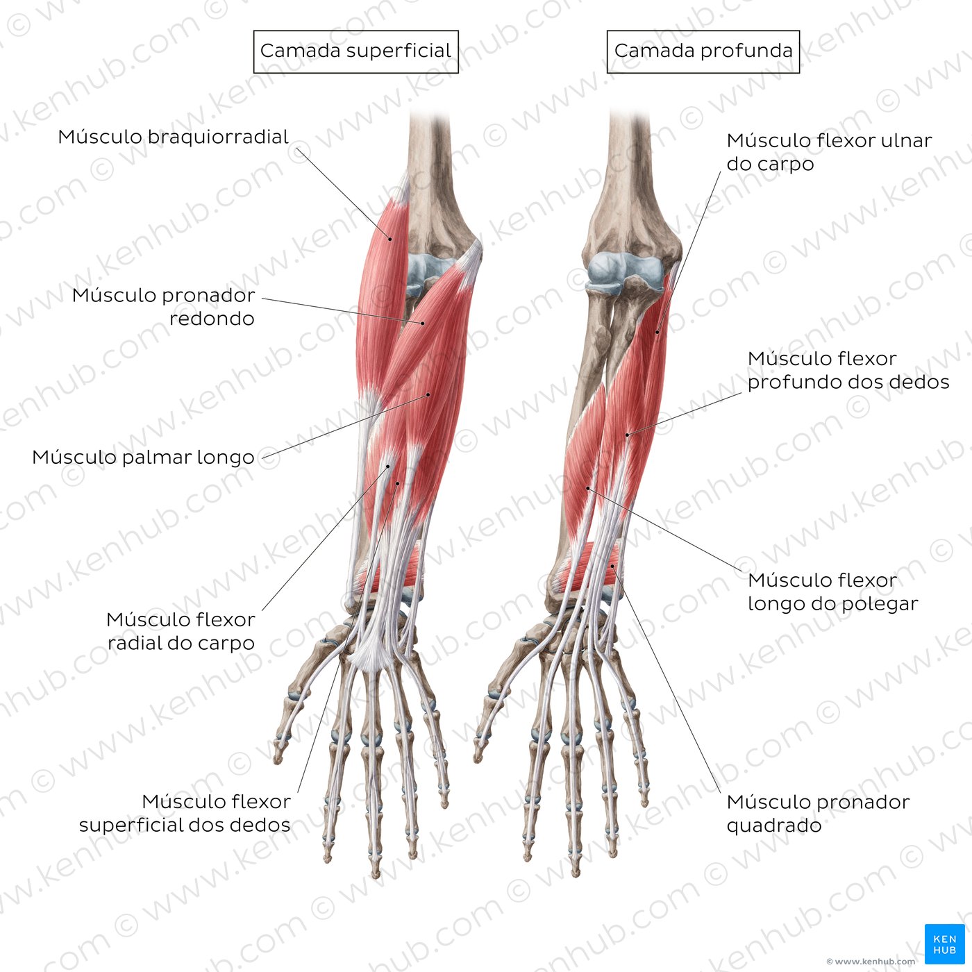 Luxacao Anterior Vs Posterior Do Cotovelo