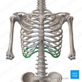 Rippen (Costae) – Anatomie, Aufbau, Gelenke und Bänder | Kenhub