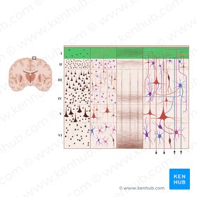 Cerebral cortex cytoarchitecture and layers | Kenhub