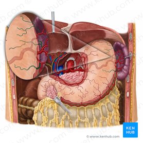 Splenic artery: Anatomy, branches, supply | Kenhub