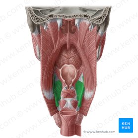 Thyroid cartilage: structure and function | Kenhub