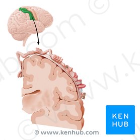 Áreas de Brodmann: Anatomía y funciones | Kenhub