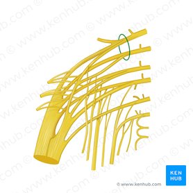 Hip joint: Bones, movements, muscles | Kenhub