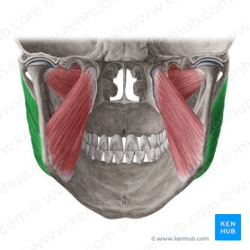 Masseter muscle: Anatomy, origin, insertion, function | Kenhub
