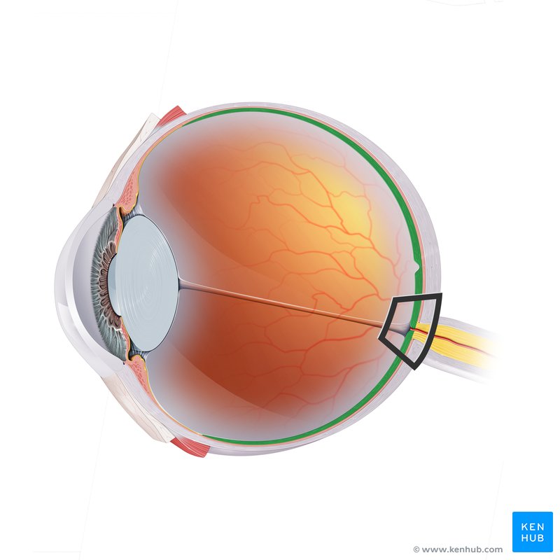 retinal structure eye