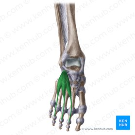 Extensor digitorum brevis: Attachments, function | Kenhub