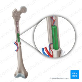 Yellow bone marrow: location and function | Kenhub