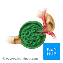 glomerular capsule labeled