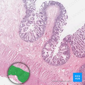 Jejunum (Leerdarm): Anatomie, Histologie, Funktion | Kenhub