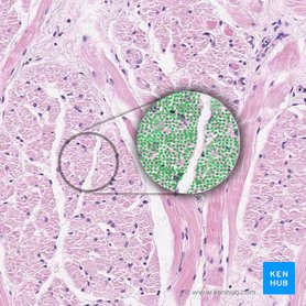Myofibril: Structure and function | Kenhub