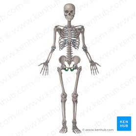 Ischium: Anatomy, structure and main parts | Kenhub