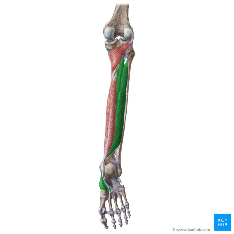 Muscle tibial postérieur : Origines, insertions, actions | Kenhub
