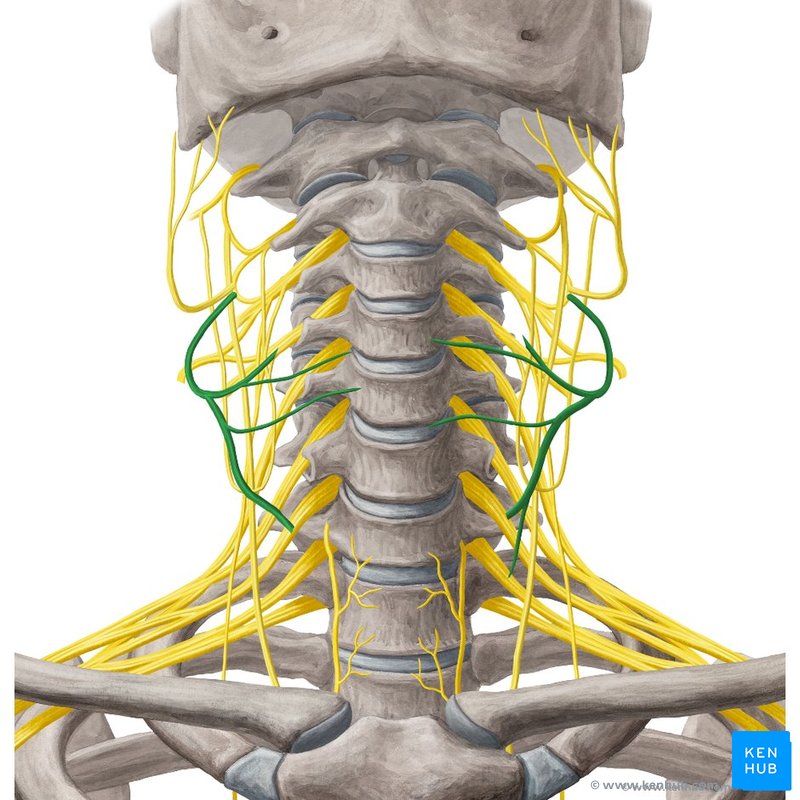 Transverse cervical nerve: Origin, course and function | Kenhub