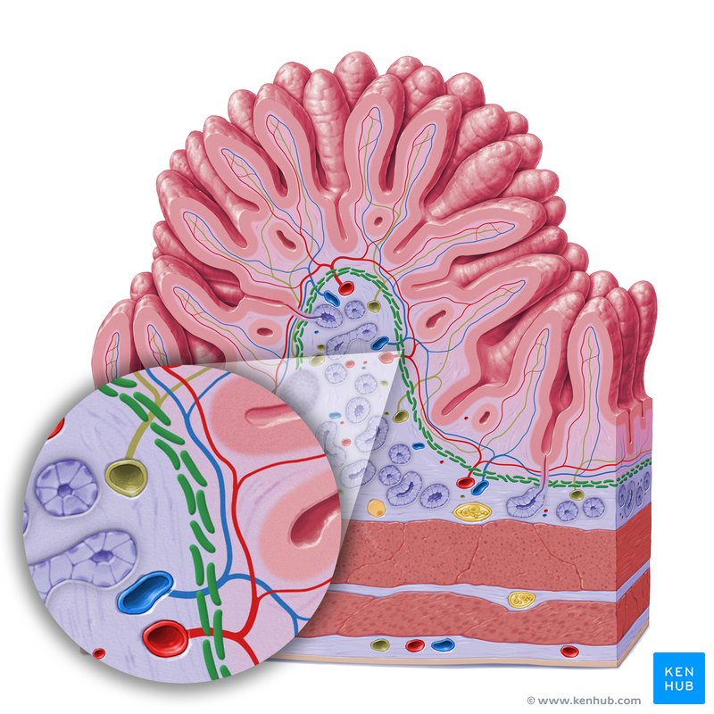 Muscularis mucosae: Anatomy, histology and function | Kenhub
