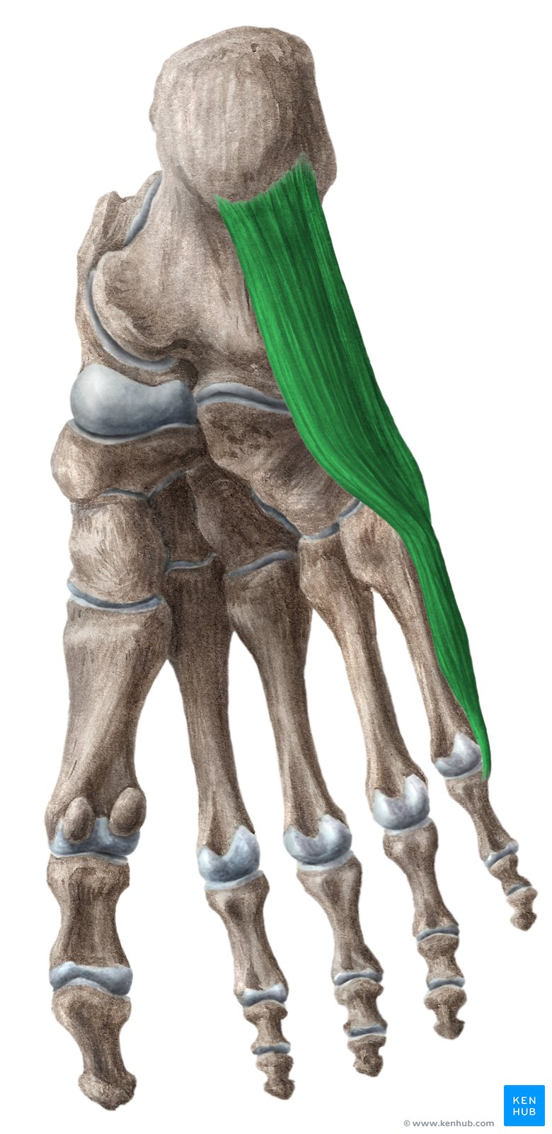 Músculo abdutor do dedo mínimo do pé: Origem, Inervação | Kenhub