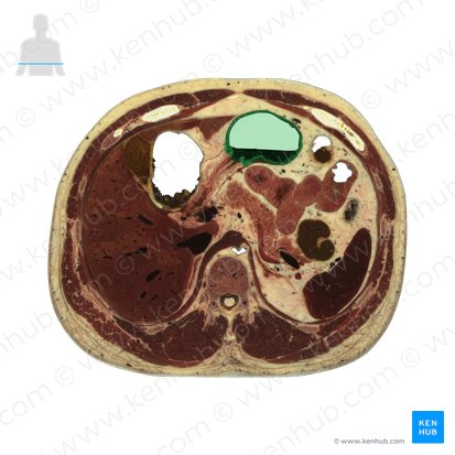 Pyloric antrum: Location and function | Kenhub