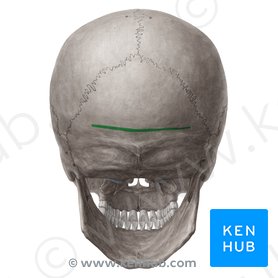 Occipital bone: Anatomy, borders and development | Kenhub