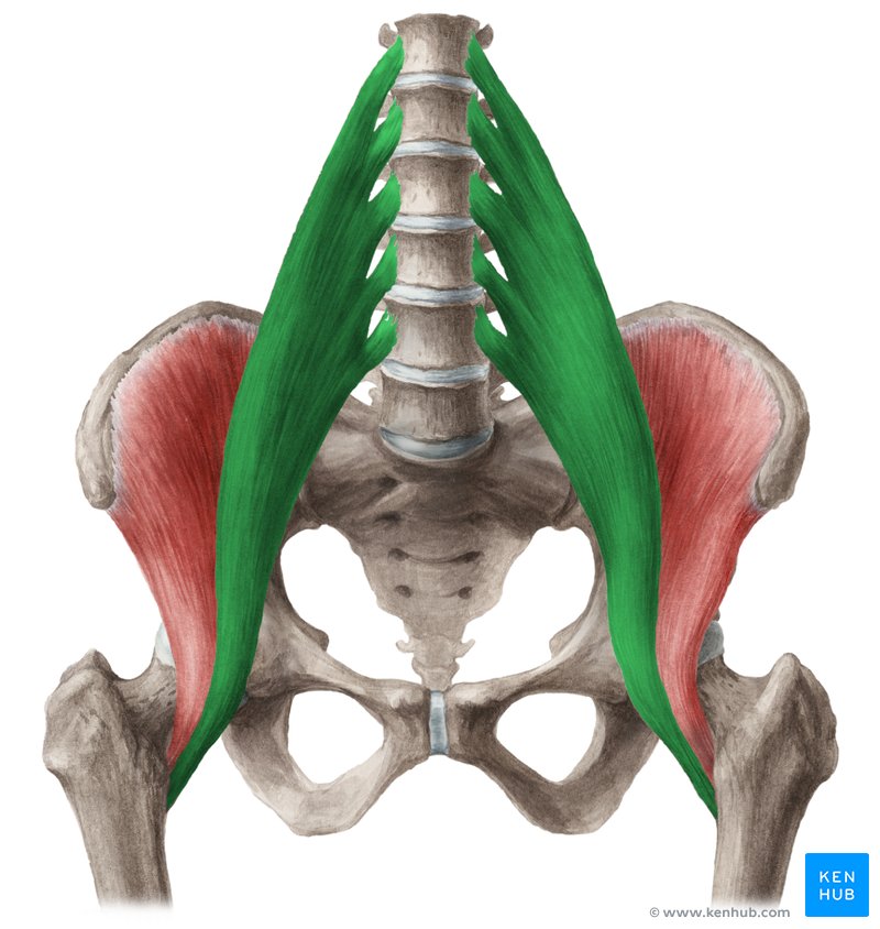 Psoas major: Origins, insertions, actions, innervation | Kenhub