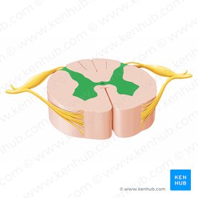 Grey matter: Anatomy, divisions and function | Kenhub