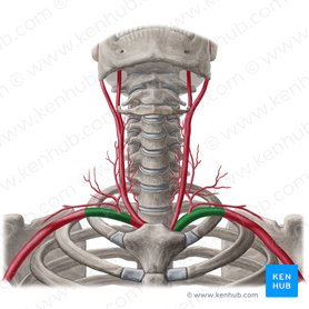Subclavian artery: Anatomy, branches and mnemonic | Kenhub