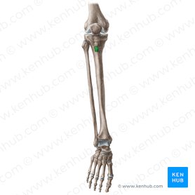 Tibial tuberosity: location, anatomy and function | Kenhub