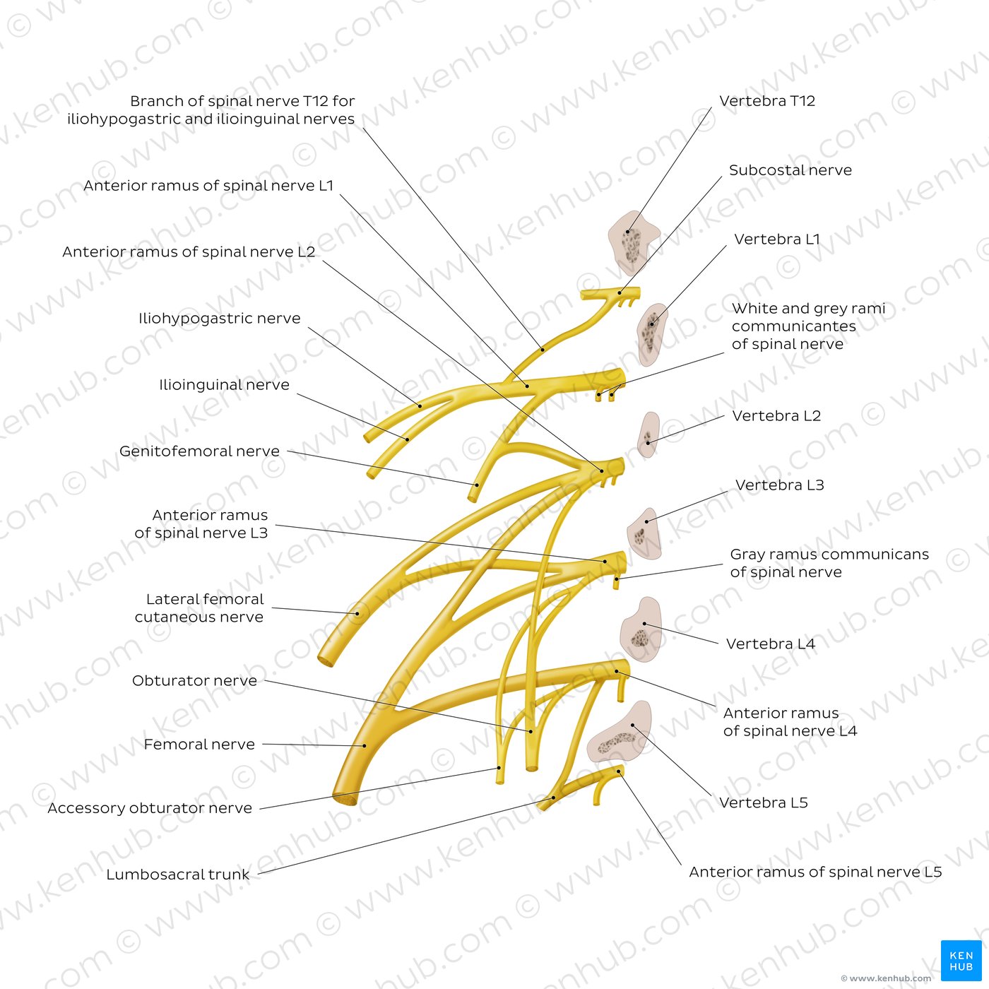 Lumbar Plexus Anatomy Branches And Innervation Kenhub
