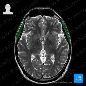Temporalis: Origin, insertion, innervation, function | Kenhub